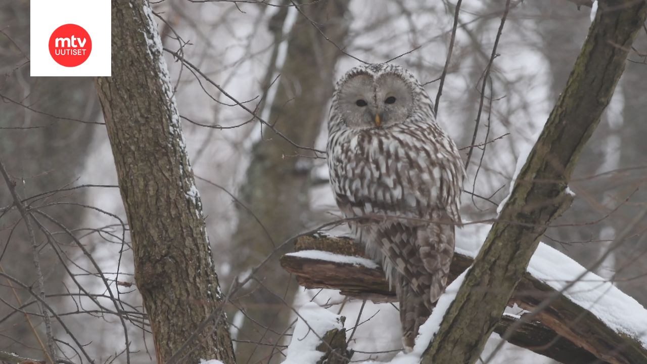 Tutkimus selvitti Suomen kauneimmat linnut: Neljä pöllölajia ...