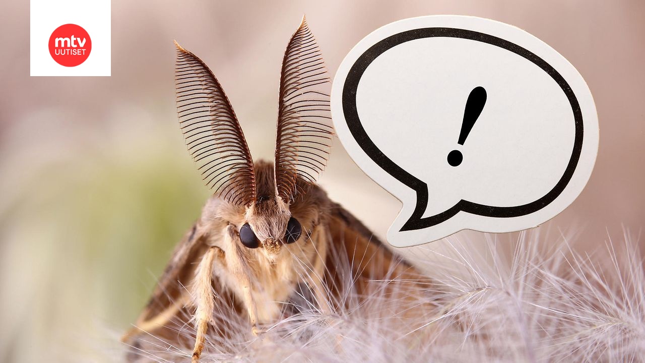 Australiasta löytyi niin jättimäinen koiperhonen, ettei se edes jaksa ...