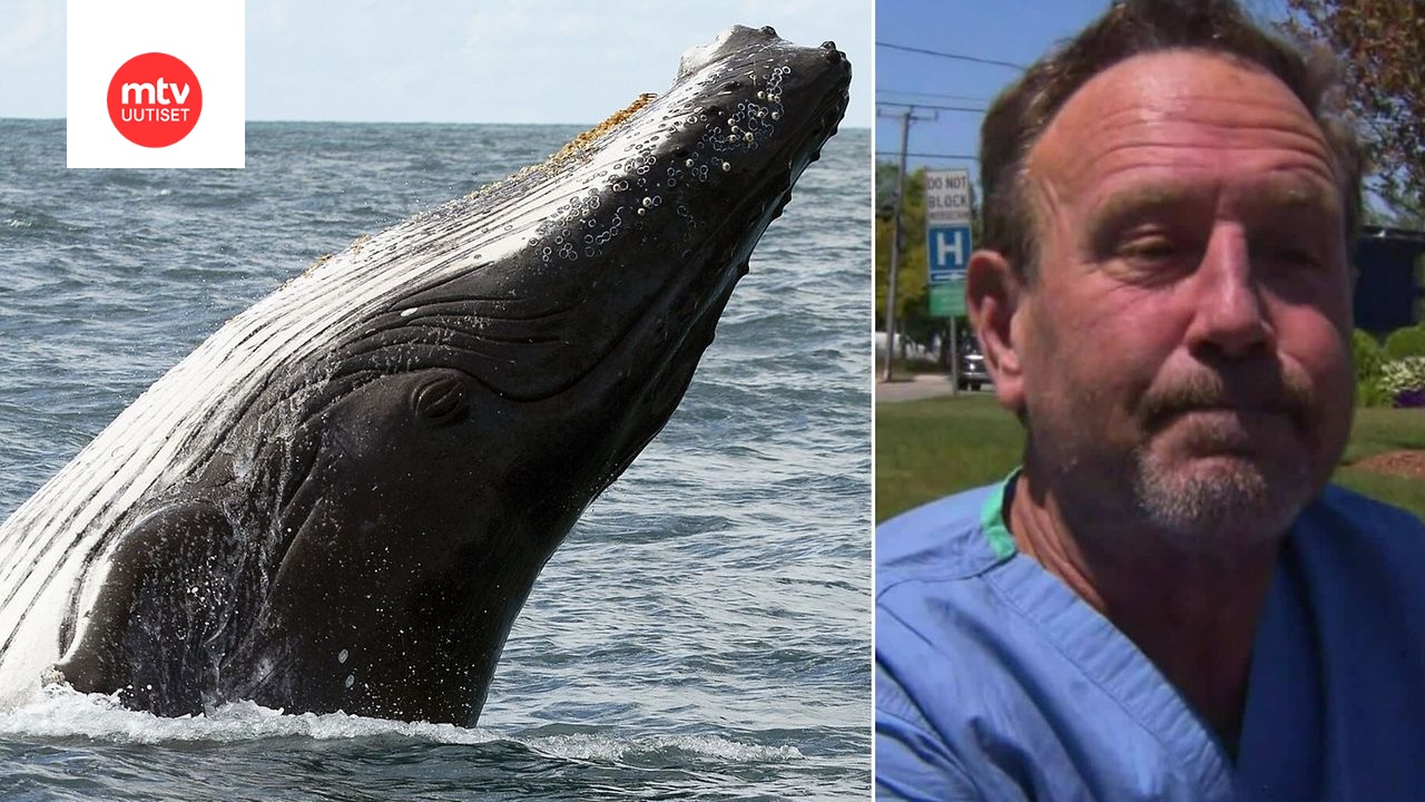 Kalastaja Michael Packard joutui ryhävalaan suuhun – jäi henkiin kuin ...