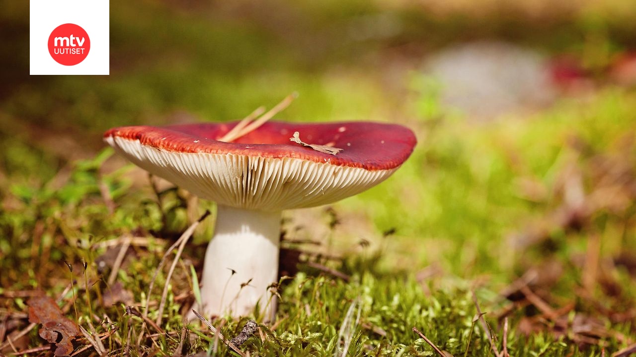 Saimi Hoyerin sienivinkit: Parhaat ruokasienet, joita moni ei ole edes ...