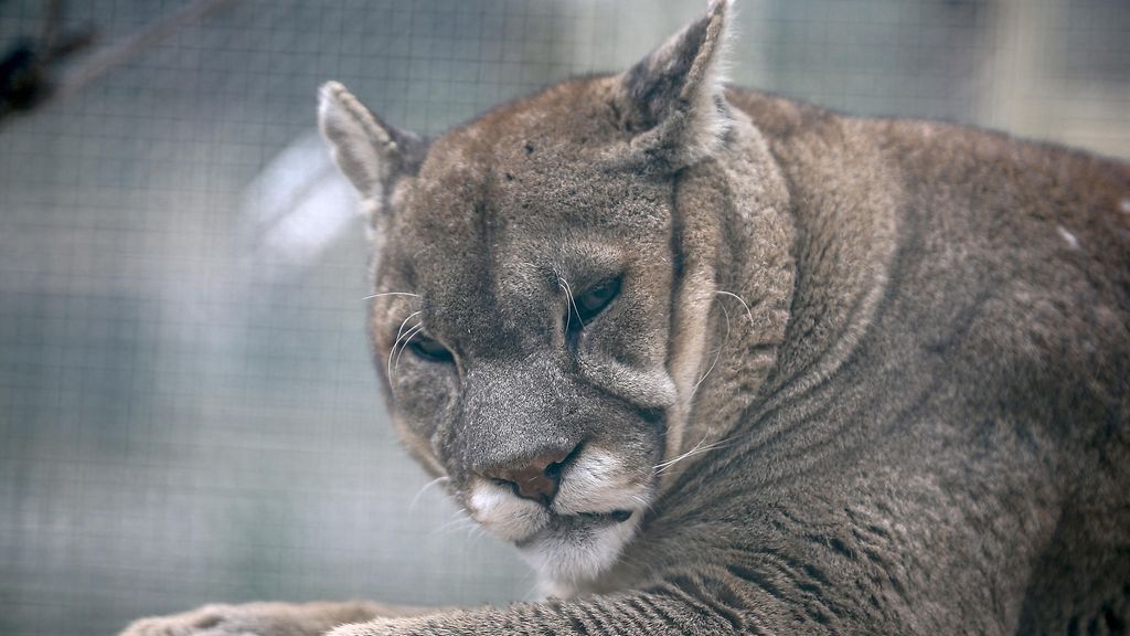 Puuma hyökkäsi 5-vuotiaan lapsen kimppuun Kaliforniassa – äiti pelasti ...