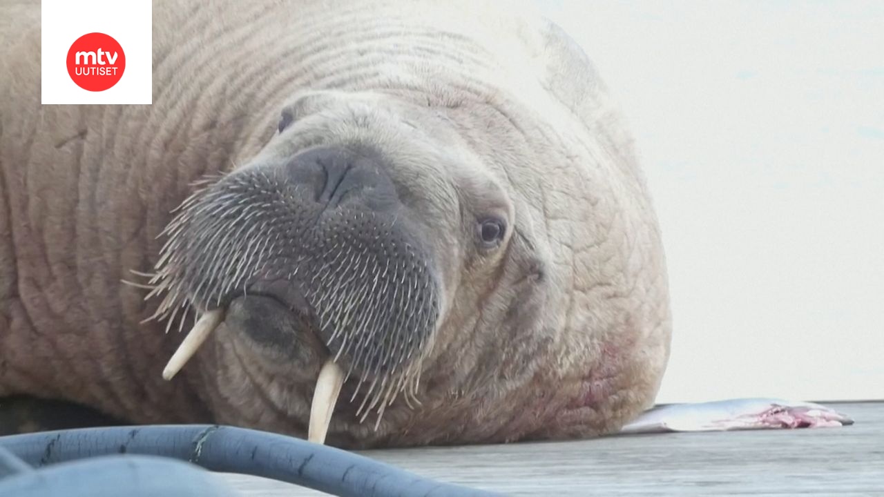 Ainutlaatuinen Itämeri-mursu Stena – sisukas mursuvieraamme saattaa ...
