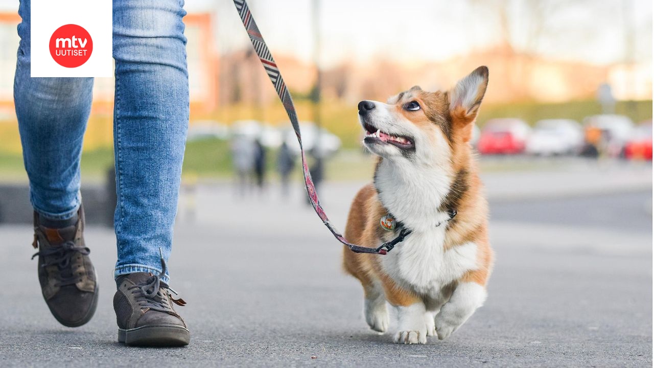 Mitä koiran rotu kertoo sen luonteesta? Ei juuri mitään, paljasti tämä ...