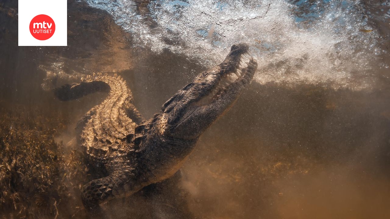 Minkä värinen on krokotiili? Isä luuli lapsensa olevan värisokea ...