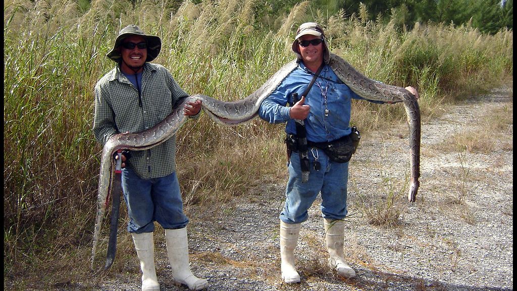 Hylätyistä pytoneista kasvanut populaatio uhkaa Floridan luontoa ...