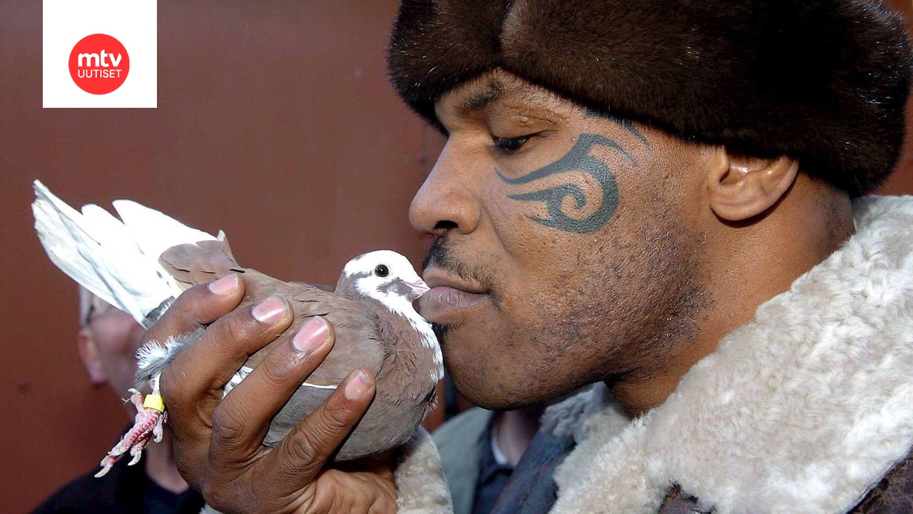 Mike Tyson hakkasi roskakuskin kylmäksi kyyhkyn takia - MTVuutiset.fi