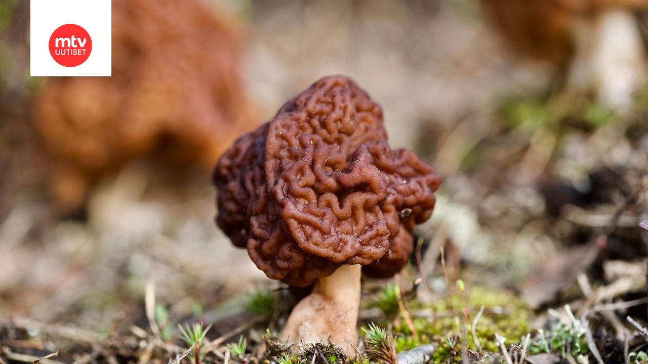 Korvasienten käsittely ja muut faktat korvasienistä | Makuja | MTV Uutiset