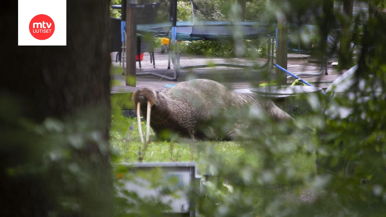 Asiantuntija: Tämän takia mursu ei viihdy enää vedessä eikä sitä ...