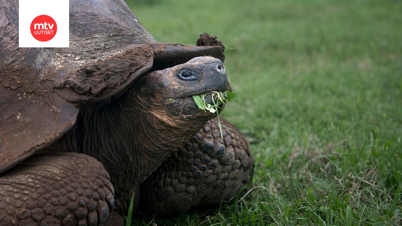 Mikä ihme siellä menee? – tamperelaiskilpikonnan pakotarina sai ...