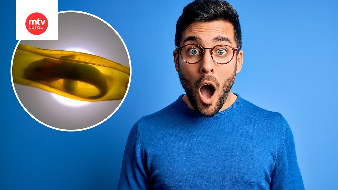 Miltä näyttää hain muna? - MTVuutiset.fi