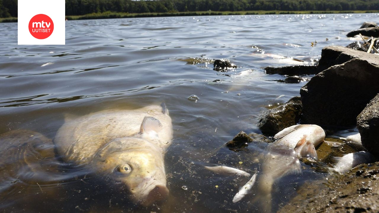 Saksan ja Puolan läpi virtaavasta joesta löytynyt myrkyllistä tarttumalevää – tavattu myös ...