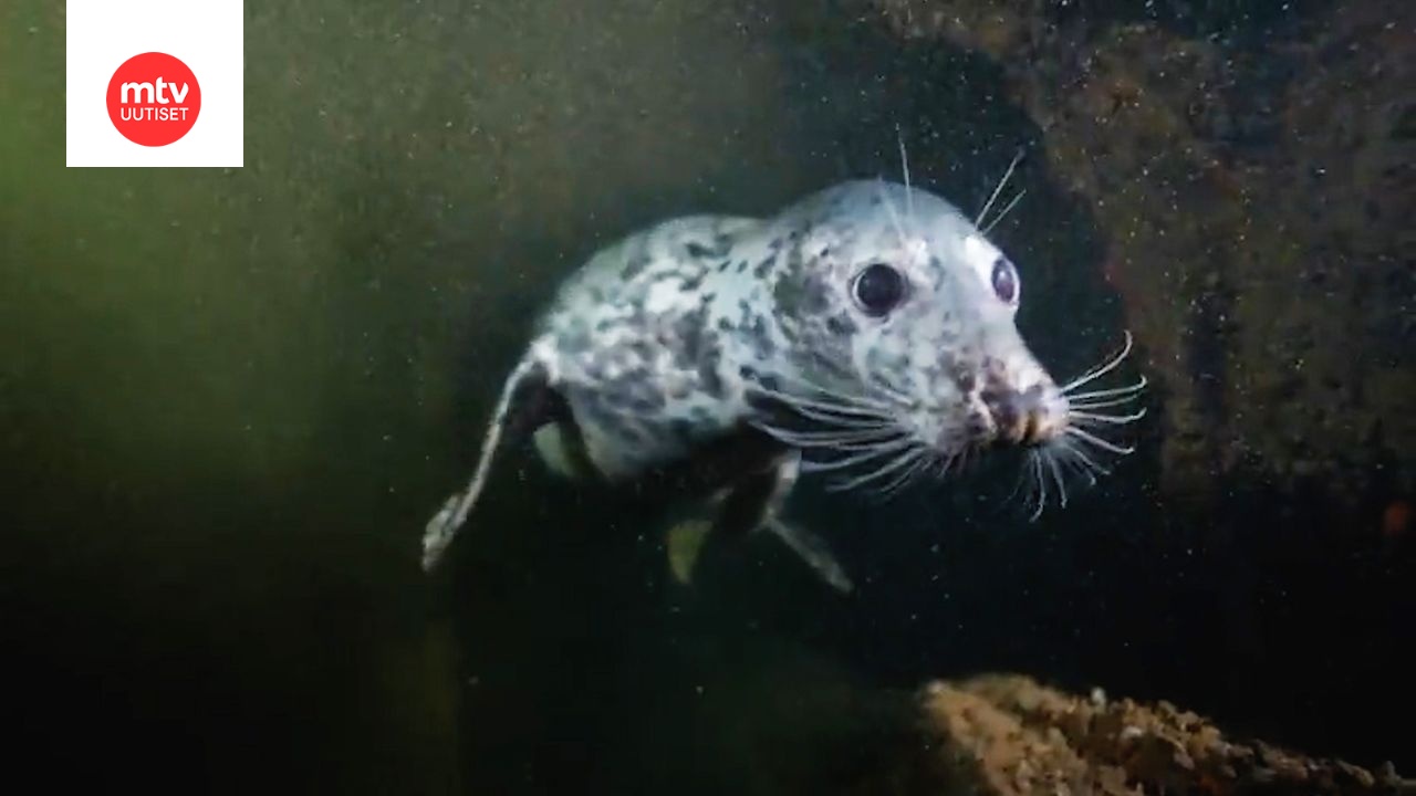 Merivartioston sukelluspartio kuvasi hylkyä Suomenlahdella – utelias ...