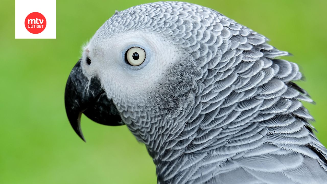TikTok-papukaija Apollo tunnistaa esineitä ja värejä - MTVuutiset.fi