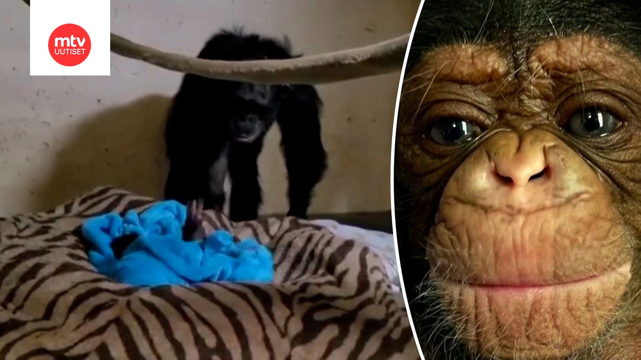 Tällaista on simpanssin äidinrakkaus – eläintarha julkaisi koskettavan ...