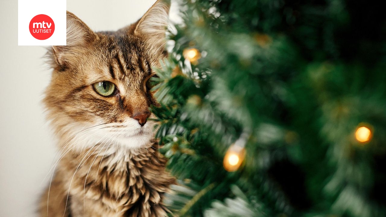 Kissa ja joulukuusi: Vinkki joulukuusen suojaamiseen kissalta - MTVuutiset.fi