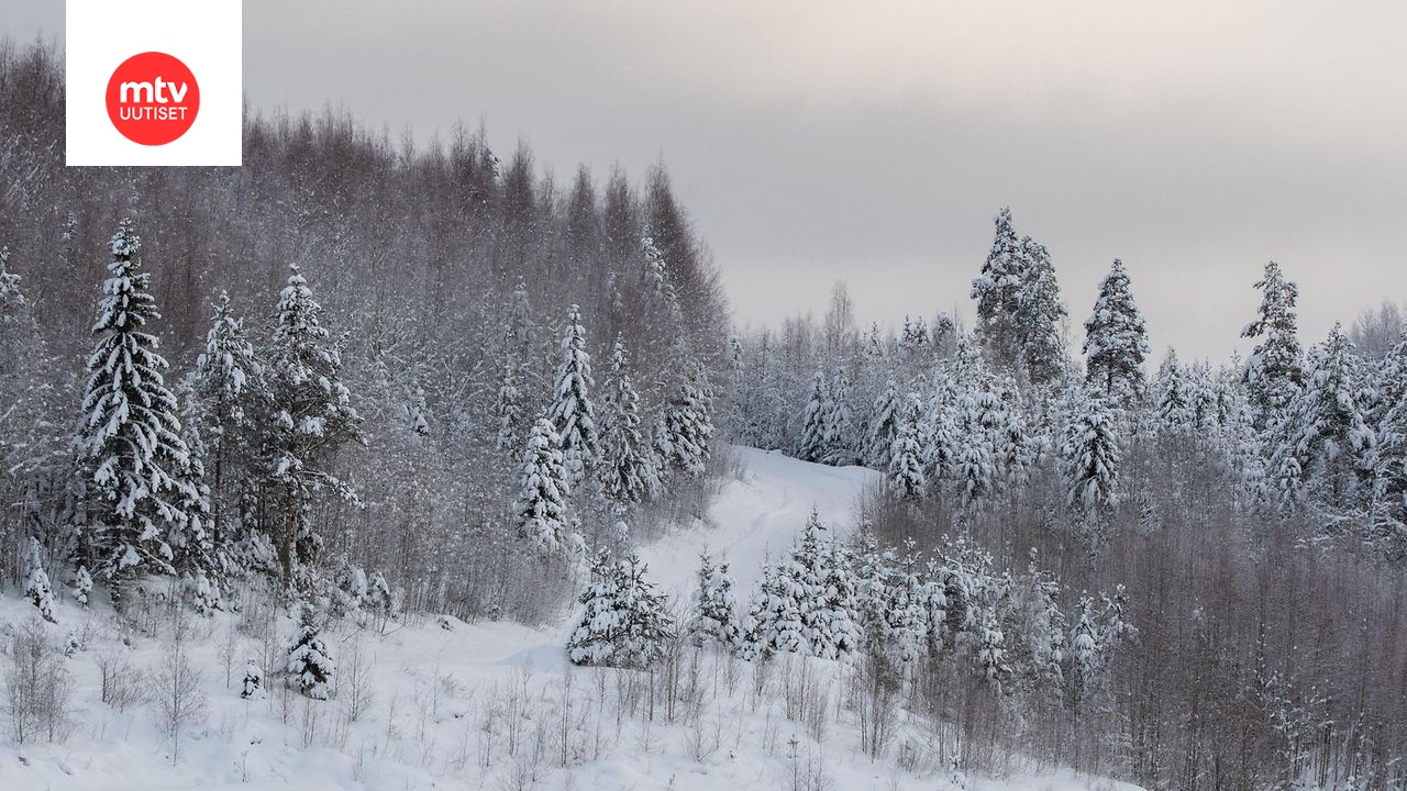Ohisalo: Hallitus päätti isosta metsiensuojelupaketista - MTVuutiset.fi