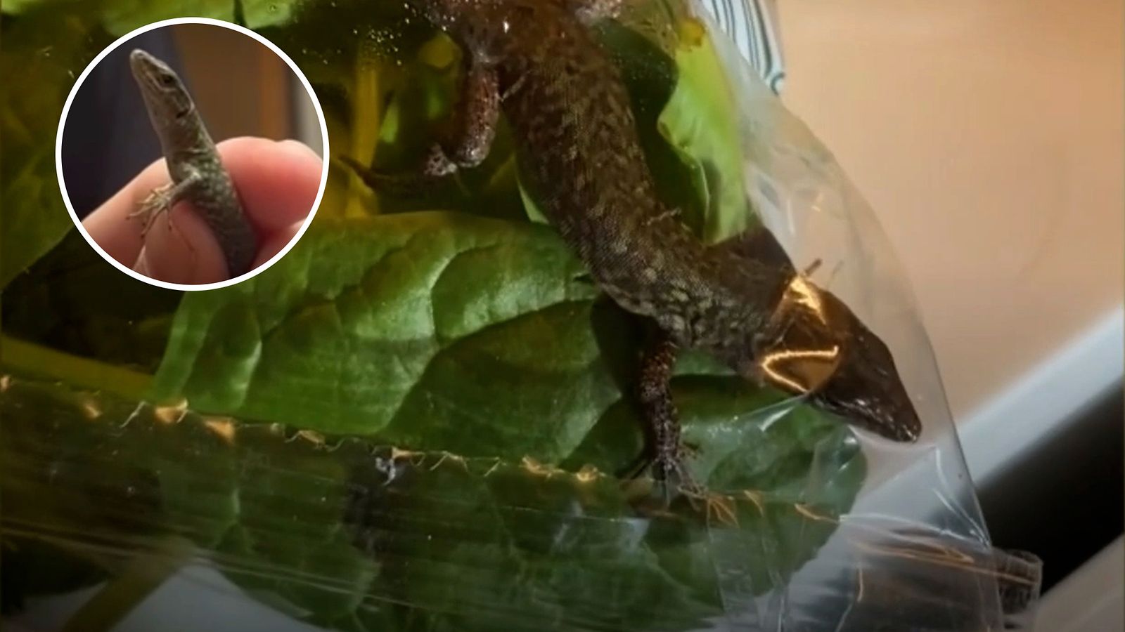 Lidlin pinaattipussista löytyi elävä lisko | Makuja | MTV Uutiset