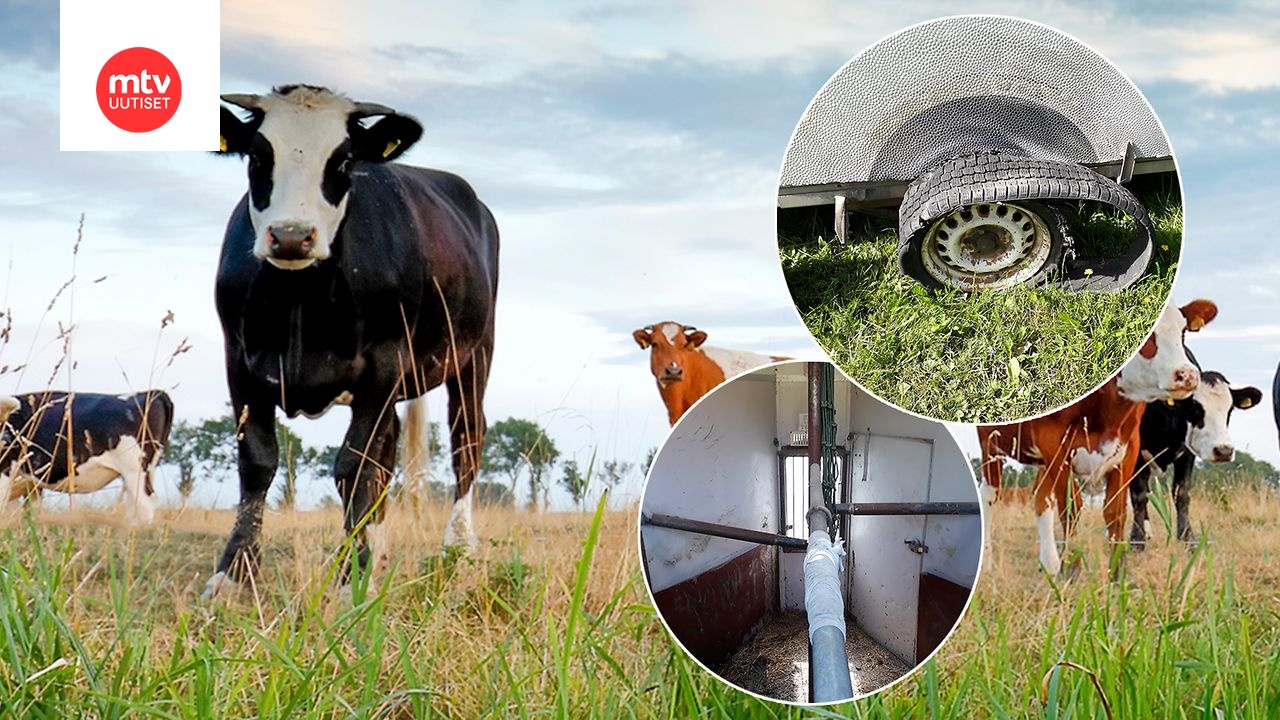 Nauta raahautui riimussa tiellä satoja metrejä – eläimen lyhyt elämä ...