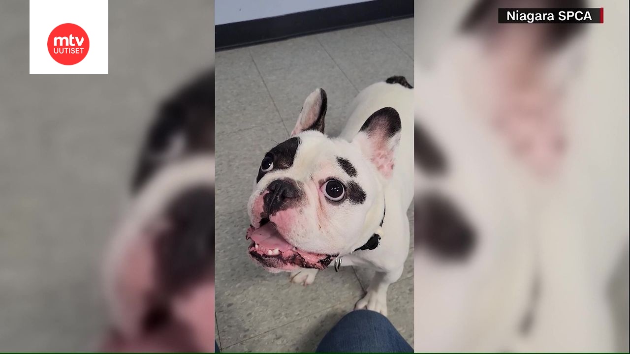 Adoptoitu rescue-koira palautettiin takaisin eläinsuojaan - MTVuutiset.fi