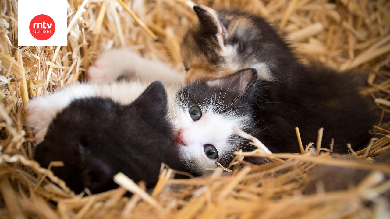 Kissa ja kana huolehtivat yhdessä kahdesta kissanpennusta - MTVuutiset.fi