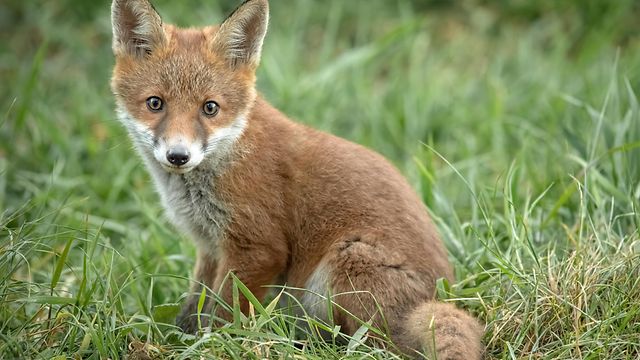 Eläinsuojeluyhdistys etsii kadonnutta ketunpoikaa ja muistuttaa, ettei ...