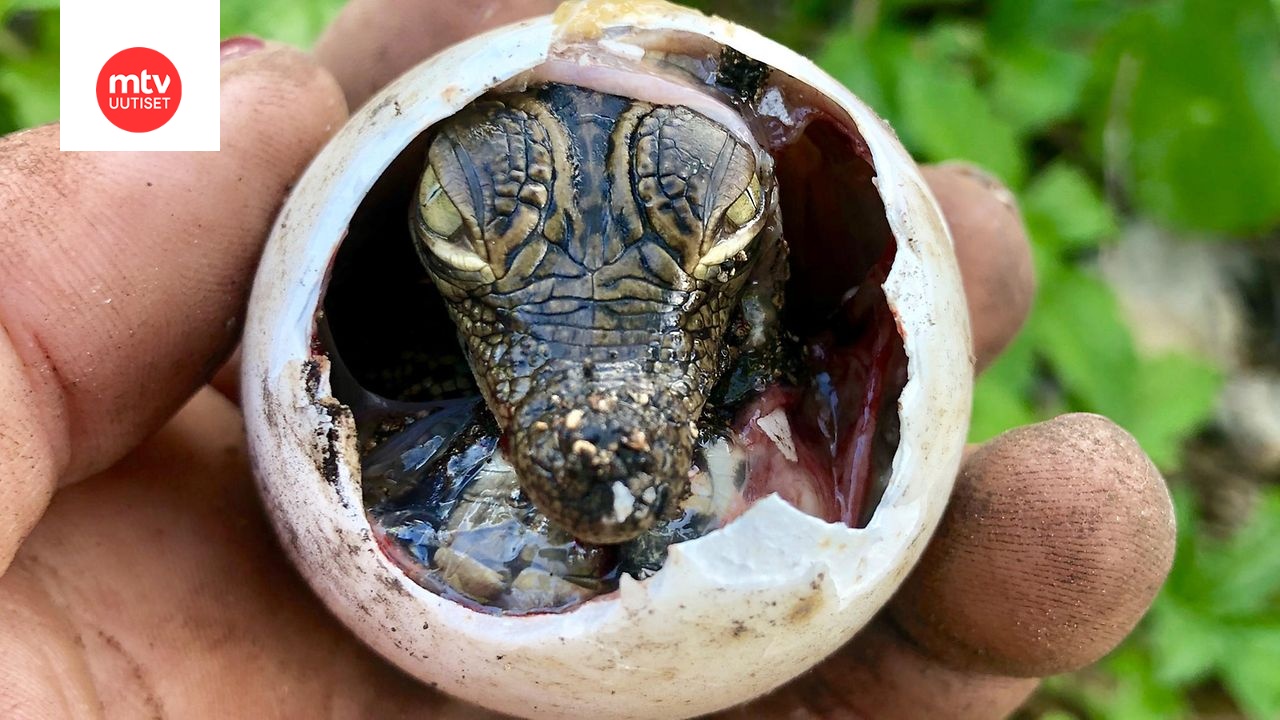 Krokotiili tuli raskaaksi neitseellisesti – ensimmäinen tunnettu tapaus ...