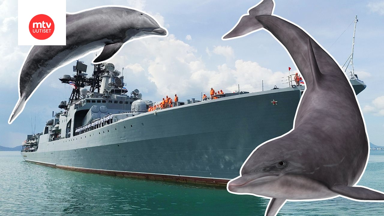 Delfiinit suojelevat Venäjän Mustanmeren laivastotukikohtaa - MTVuutiset.fi