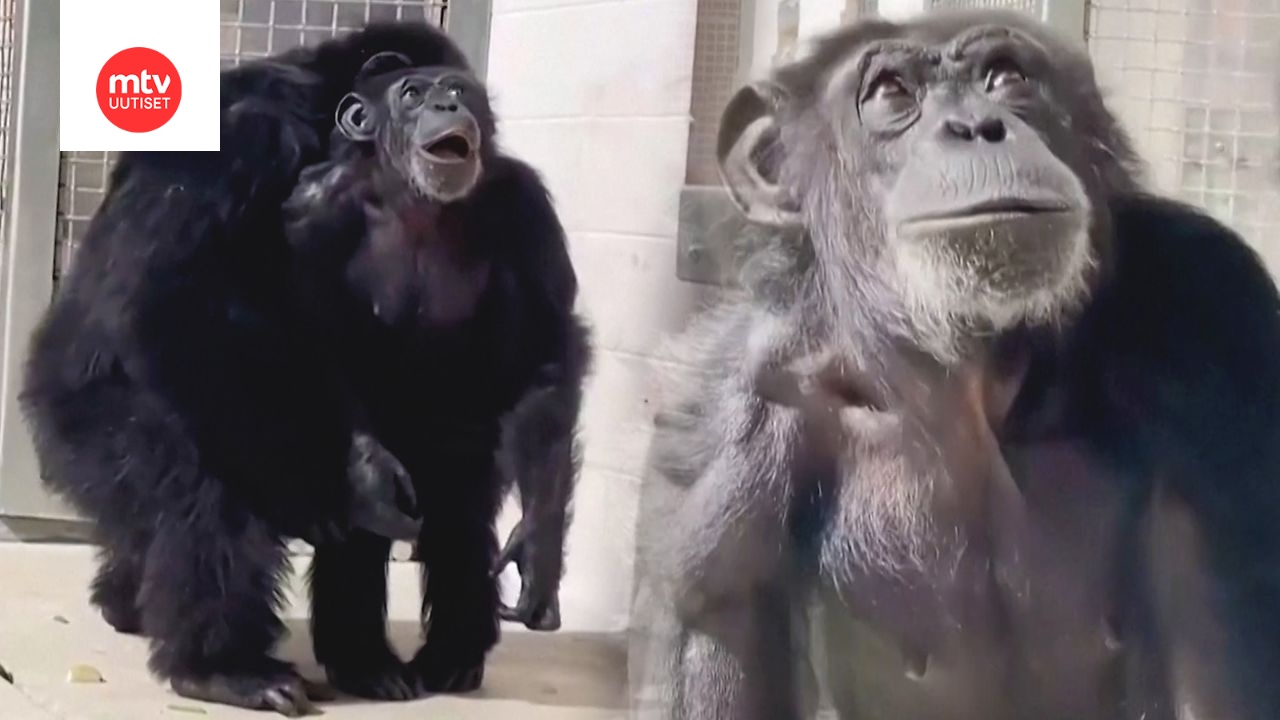 28 vuotta vankeudessa elänyt simpanssi pääsi ensi kertaa elämässään ...