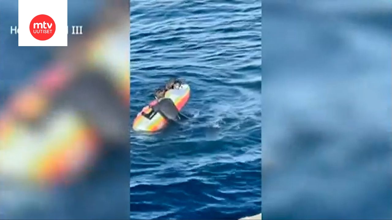 Saukko vei surffarin laudan: Kohtaaminen merellä tallentui videolle ...