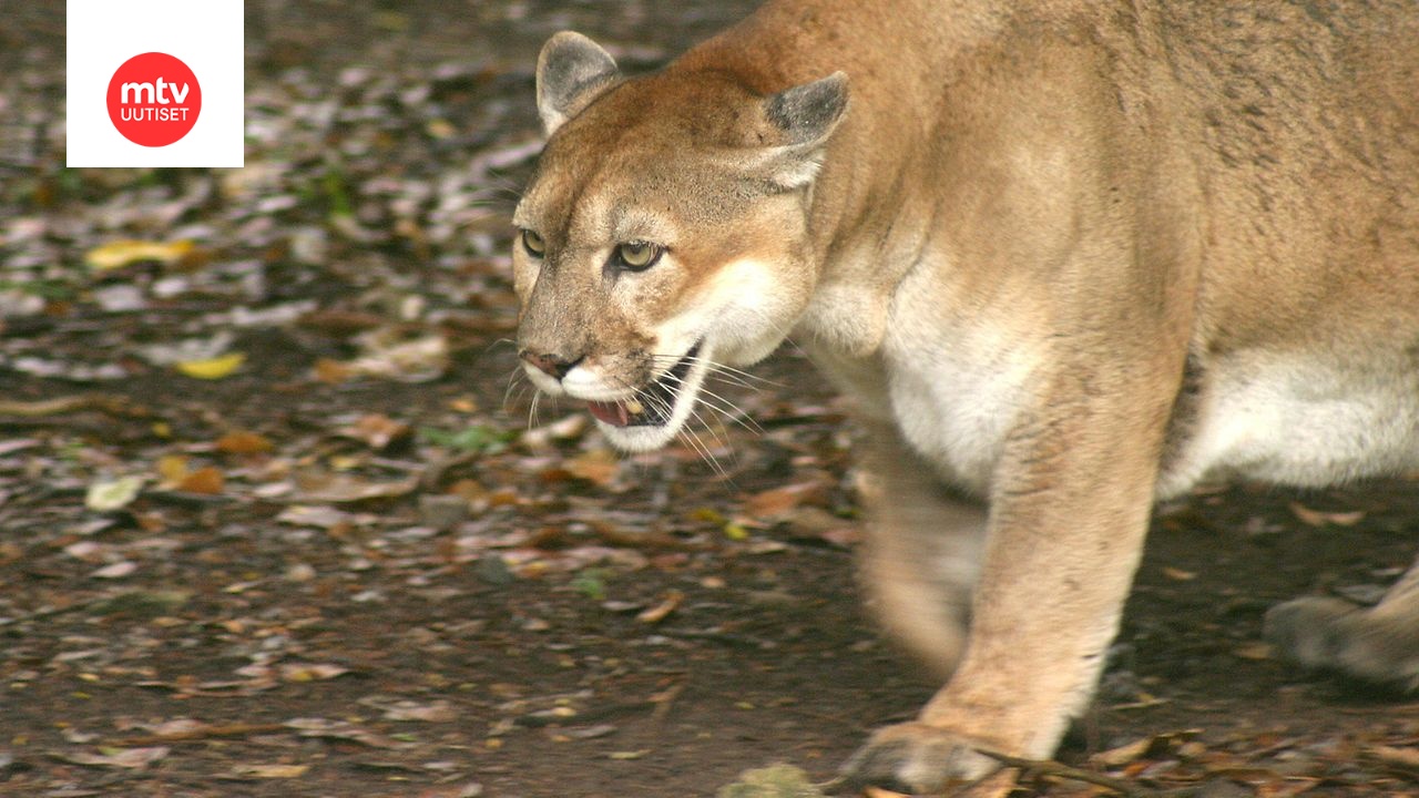 Puuma hyökkäsi pojan kimppuun Yhdysvalloissa – pakeni äidin huutoa ...