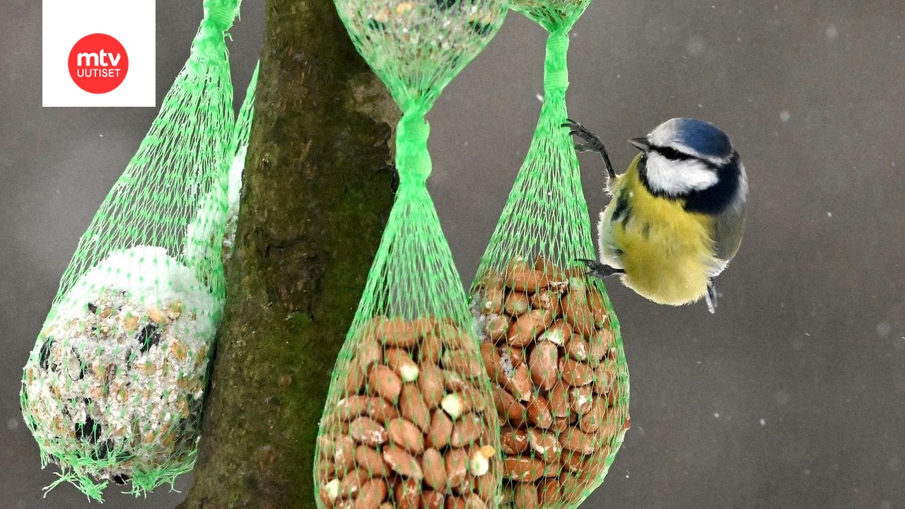 Lintulajit ovat kutistuneet, tutkijat löysivät syyn ilmiölle ...