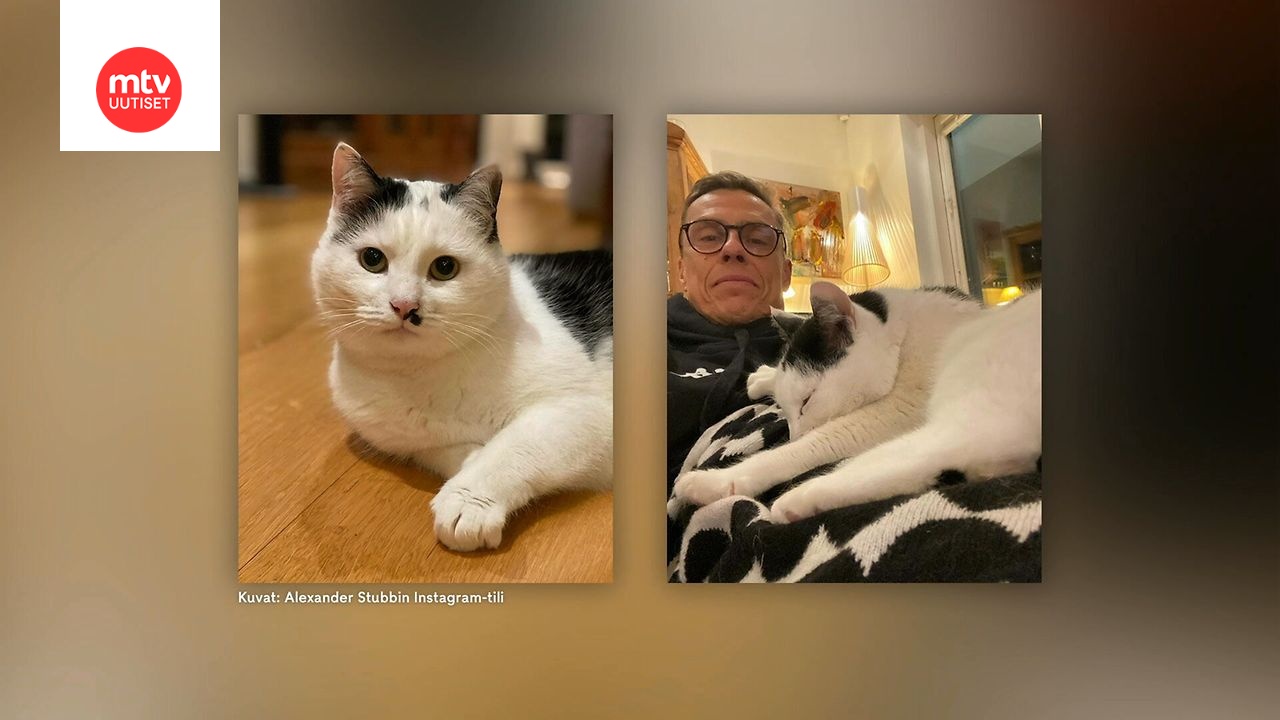 Stubbin kissat Milo ja Nala - MTVuutiset.fi