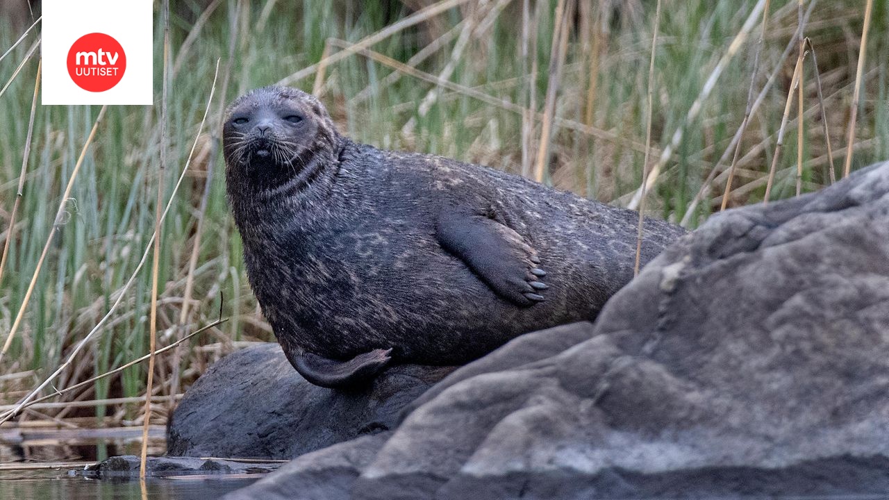 Saimaannorpille julistettiin pesimärauha - MTVuutiset.fi