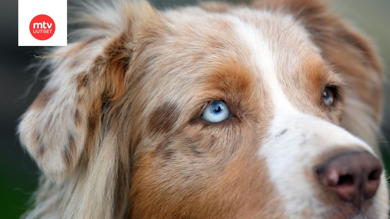 Näin koira varoittaa omistajaansa epilepsiakohtauksista - MTVuutiset.fi