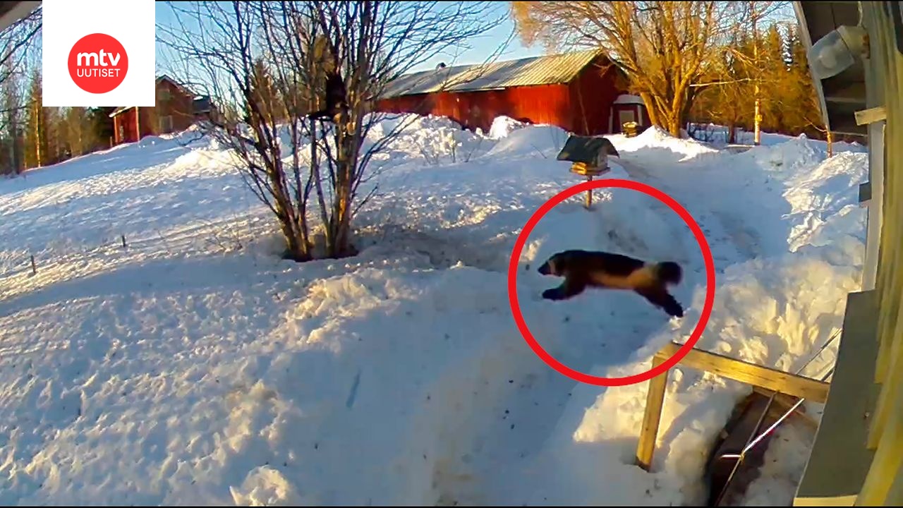 Harvinainen video: Ahma pyöri Erkin pihalla keskellä kirkasta päivää ...