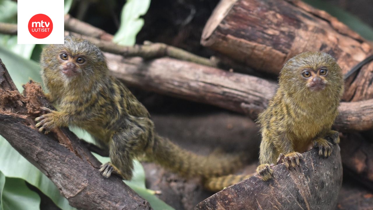 Maailman pienin apina sai poikasia eläintarhassa - MTVuutiset.fi