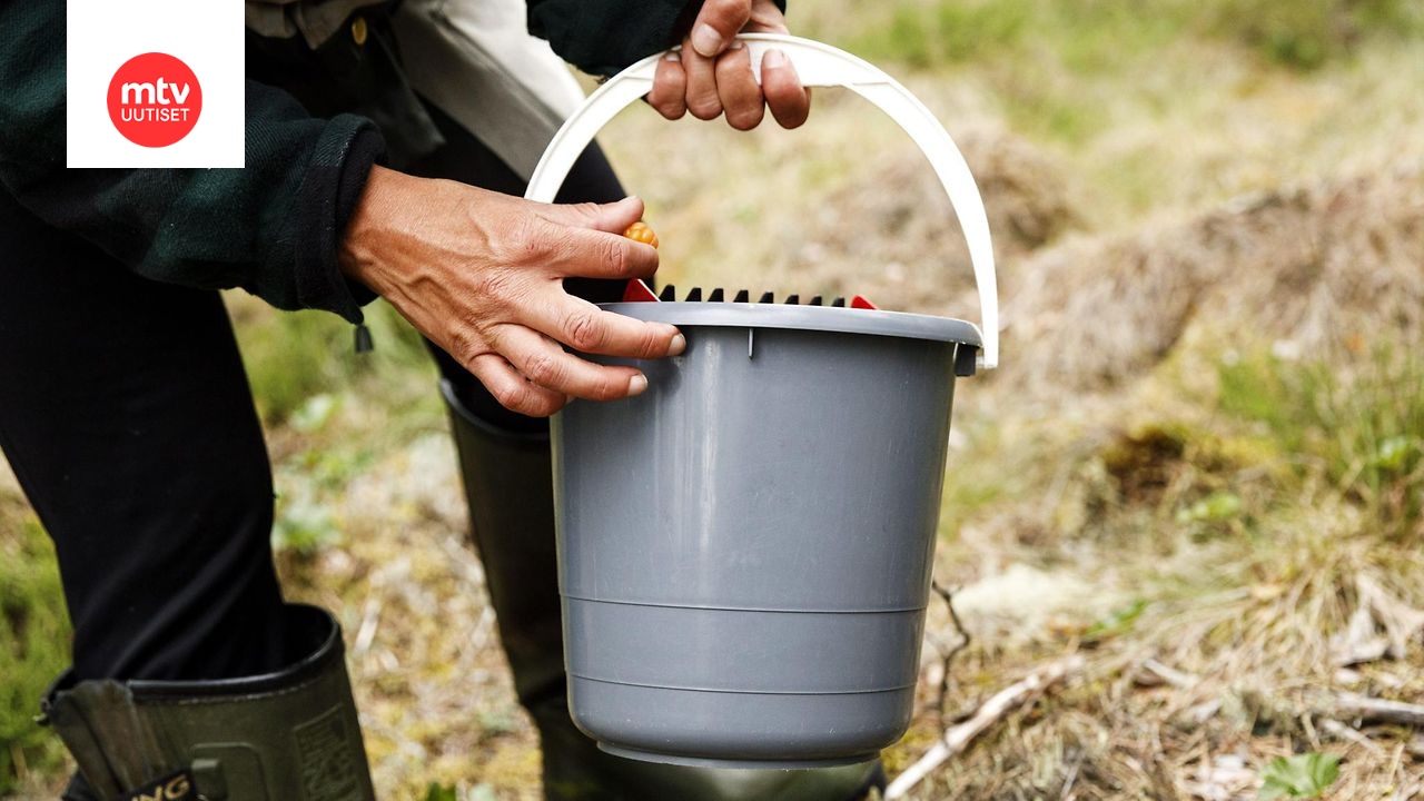 Marjojen ja sienten poiminnasta saatu tulo romahti - MTVuutiset.fi