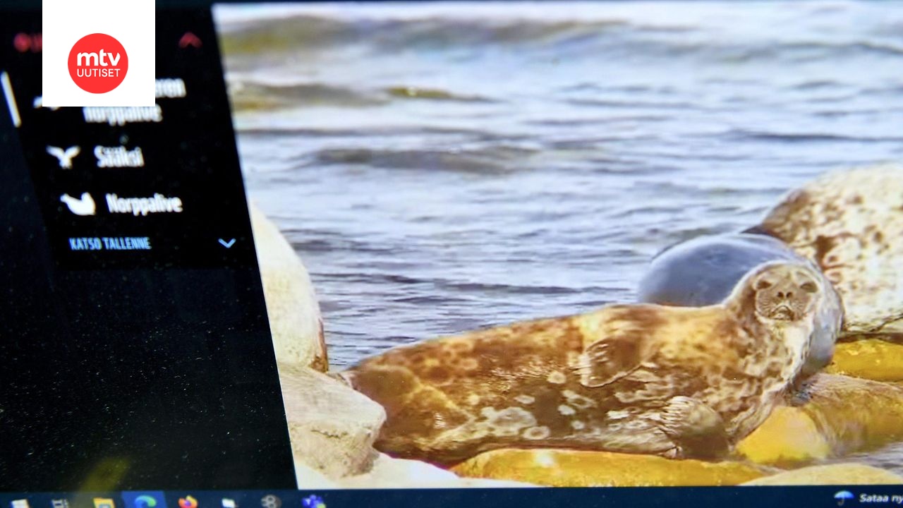 Norppalive alkaa taas! - MTVuutiset.fi