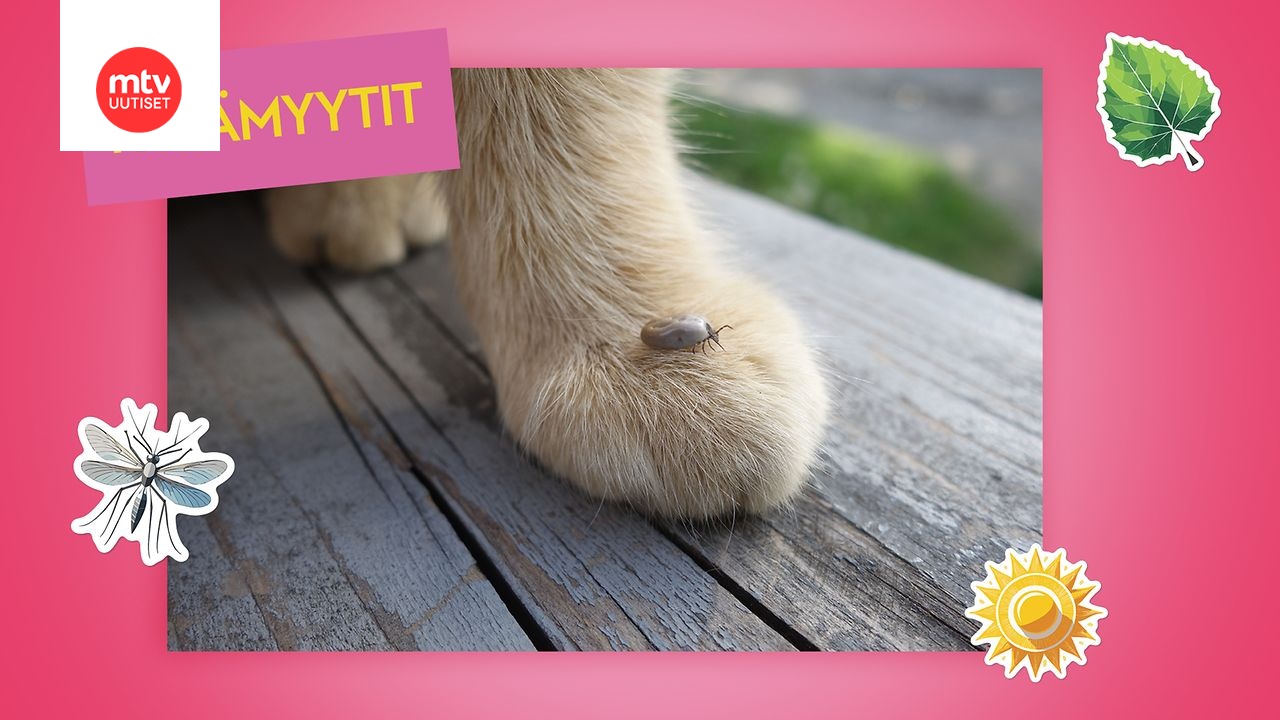 Onko punkin purema vaarallinen kissalle? - MTVuutiset.fi