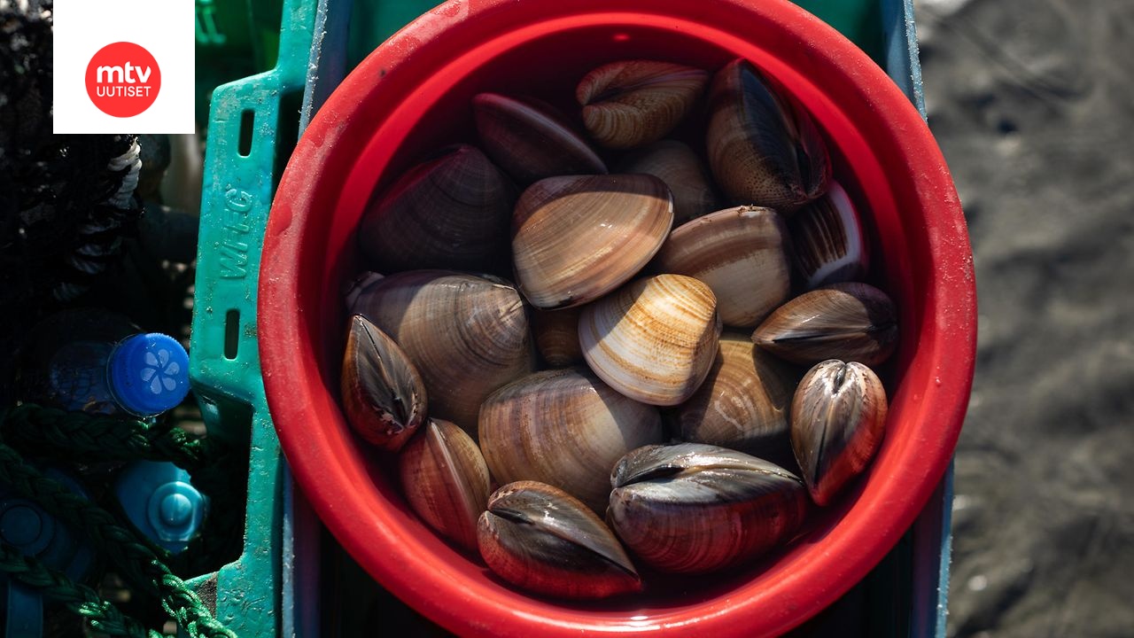Lapset keräsivät simpukoita muistoksi, äiti sai tuntuvat sakot ...