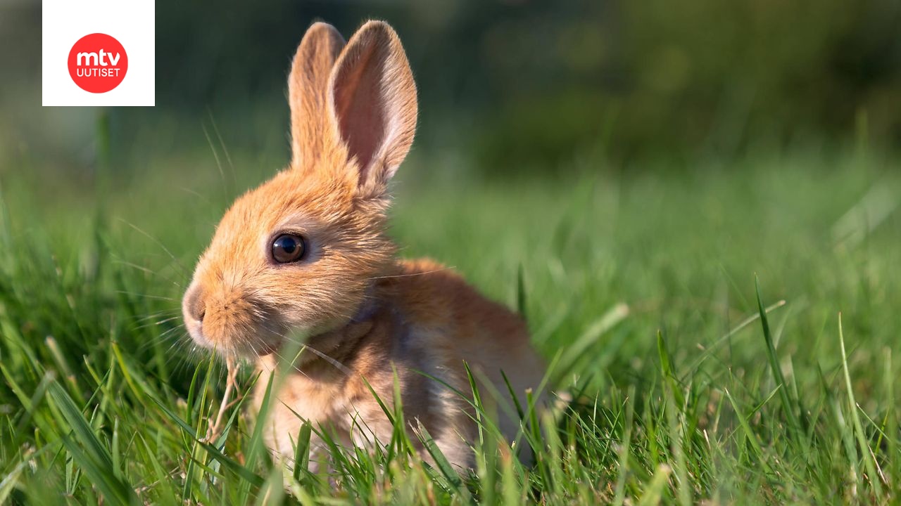 Kaneille kannattaa kerätä luonnon antimia - MTVuutiset.fi