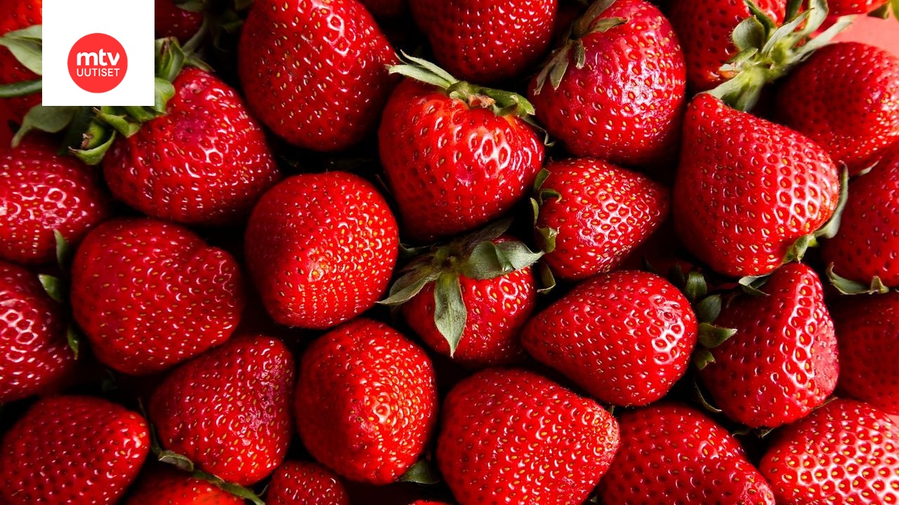 Älä heitä mansikoiden kantoja roskiin | Makuja | MTV Uutiset