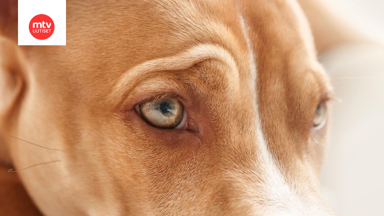 Sairaalloisen ylipainoinen koira kuoli terveysongelmiin - MTVuutiset.fi