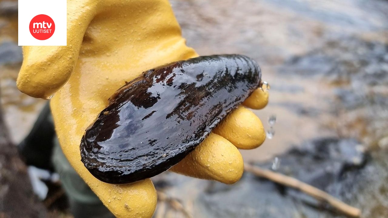 Hukkajoella noin 5 500 raakkua on siirretty turvaan - MTVuutiset.fi