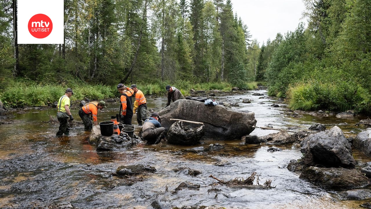 Stora Enso on keskeyttänyt hakkuunsa useissa kohteissa - MTVuutiset.fi