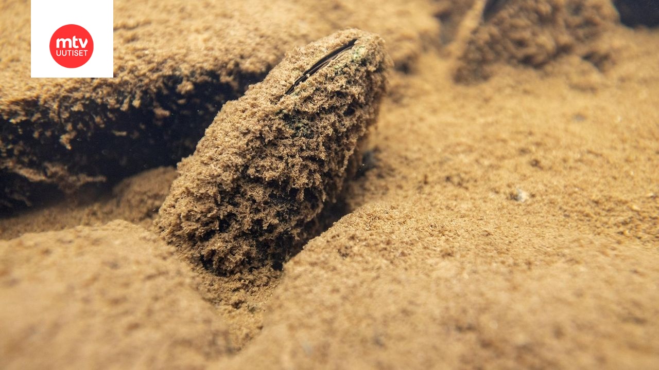 Kainuussa epäilty raakkutuho - MTVuutiset.fi